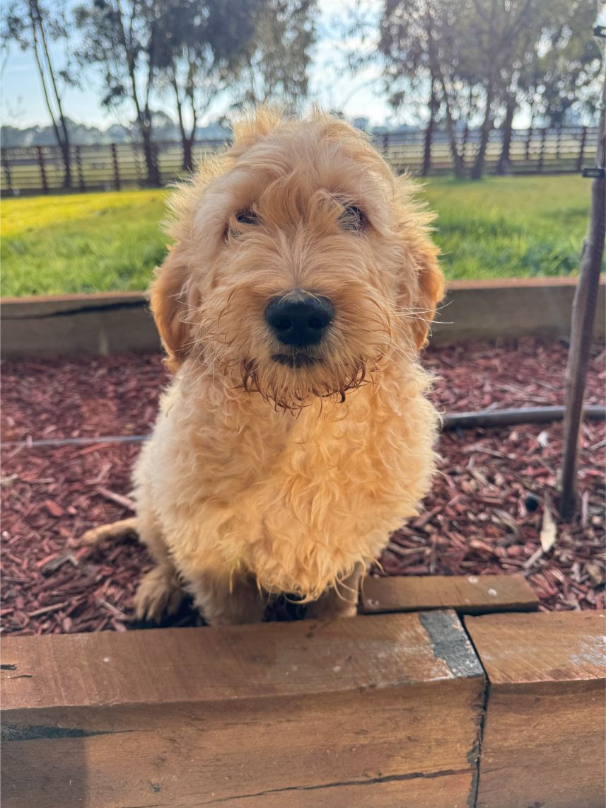 Medium Groodle Boy 5 | Domestic Animal | Ameys Puppies