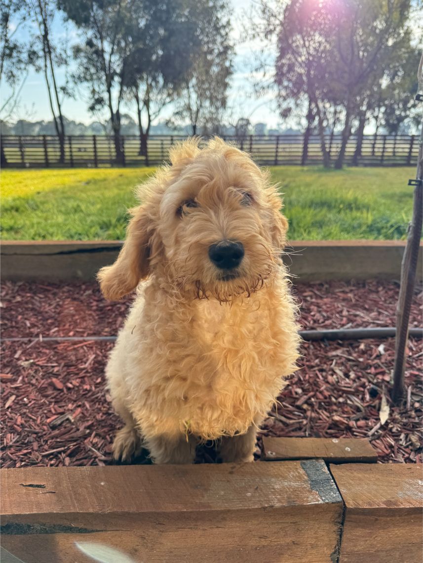 Medium Groodle Boy 5 | Domestic Animal | Ameys Puppies