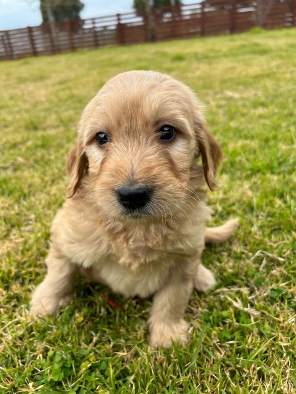 Medium Groodle Boy 5 | Domestic Animal | Ameys Puppies