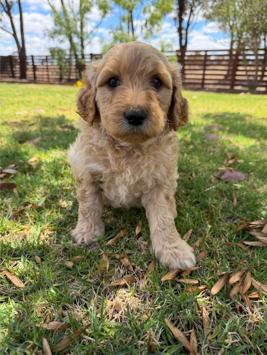 Medium Groodle Boy 5 | Domestic Animal | Ameys Puppies