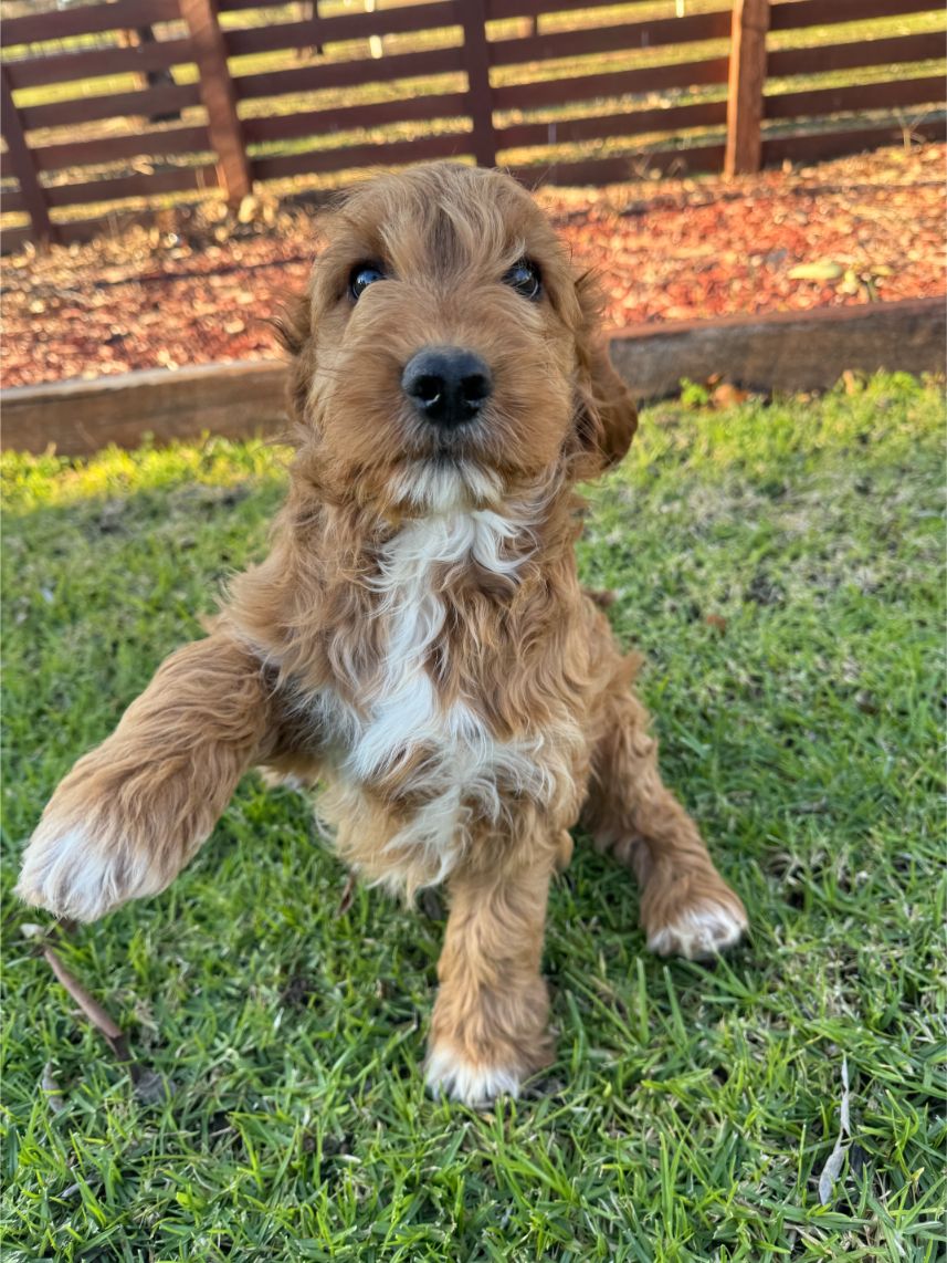F1b Miniature Spoodle Girl 1 | Ameys Puppies