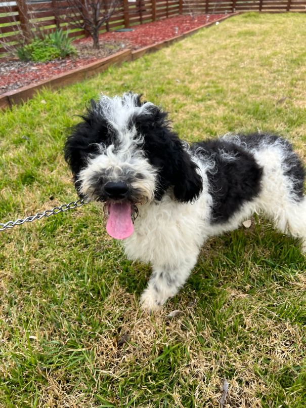 Sheepadoodle Boy 3 - SOLD | Domestic Animal | Ameys Puppies