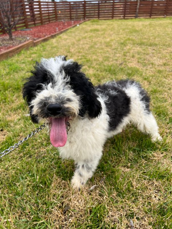 Sheepadoodle Boy 3 - SOLD | Domestic Animal | Ameys Puppies