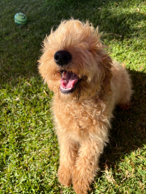 Medium Groodle Boy 5 | Domestic Animal | Ameys Puppies