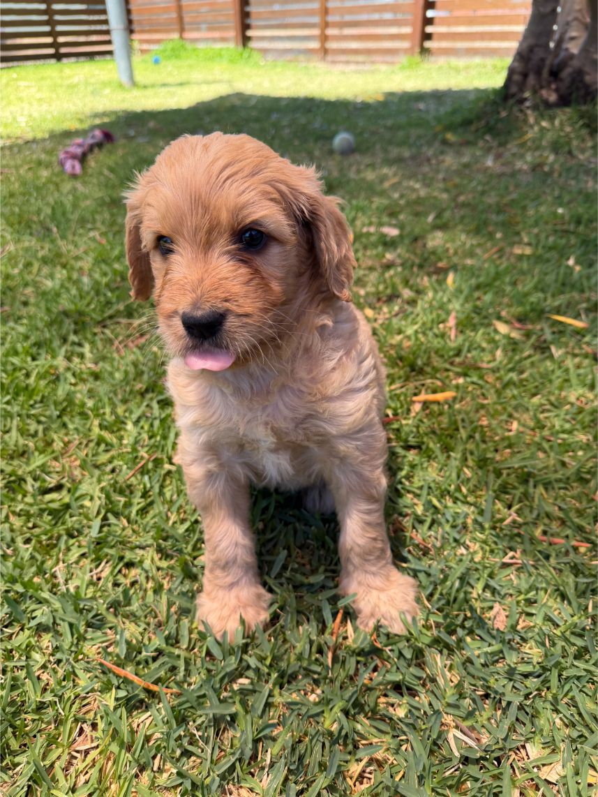 Medium Groodle Boy 5 | Domestic Animal | Ameys Puppies