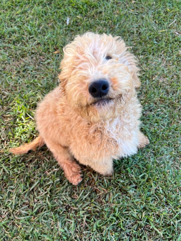 Medium Groodle Boy 5 | Domestic Animal | Ameys Puppies