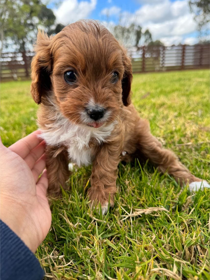 Cavoodle Puppies 7 | Domestic Animal | Ameys Puppies