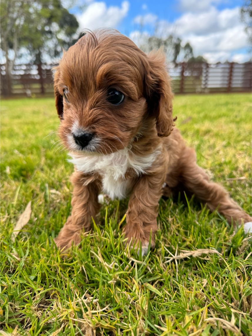 Cavoodle Puppies 7 | Domestic Animal | Ameys Puppies