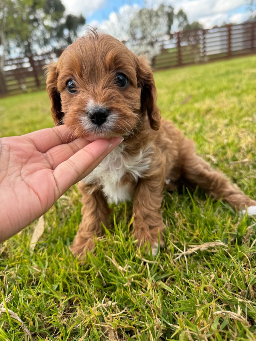 Cavoodle Puppies 7 | Domestic Animal | Ameys Puppies