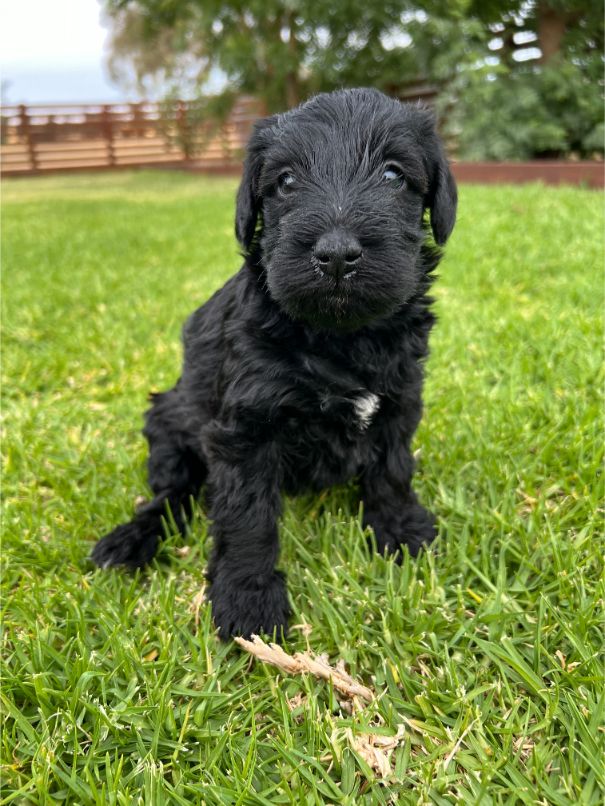 Schnoodle Puppies 5 | Domestic Animal | Ameys Puppies