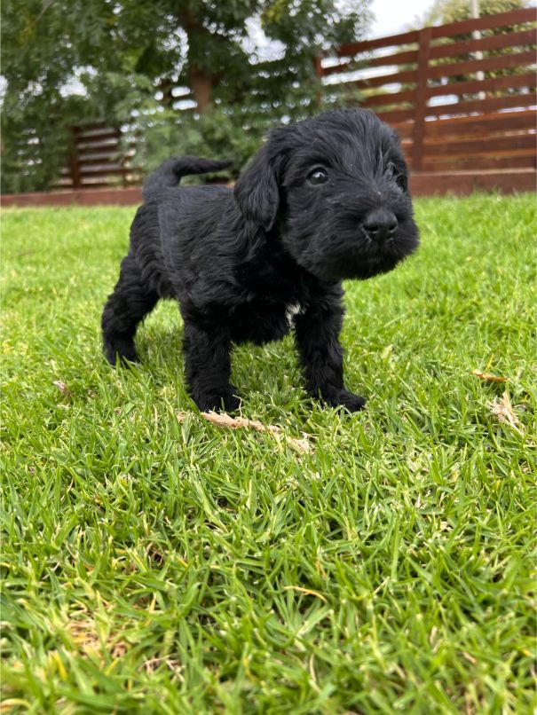 Schnoodle Puppies 5 | Domestic Animal | Ameys Puppies