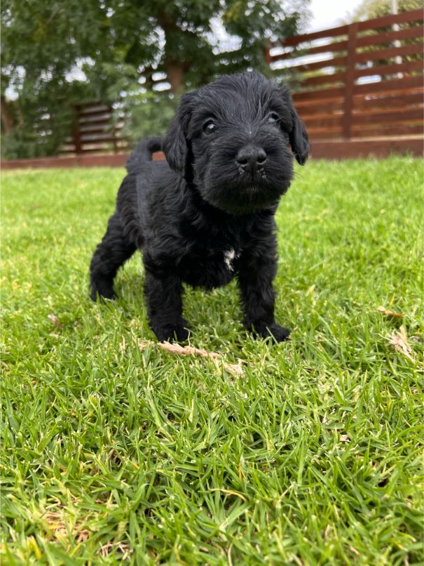 Schnoodle Puppies 5 | Domestic Animal | Ameys Puppies