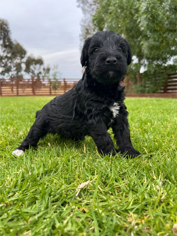 Schnoodle Puppies 5 | Domestic Animal | Ameys Puppies
