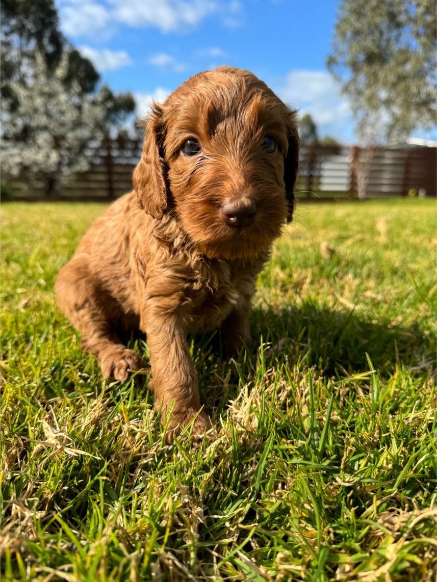 F1b Miniature Spoodle Girl 1 | Ameys Puppies