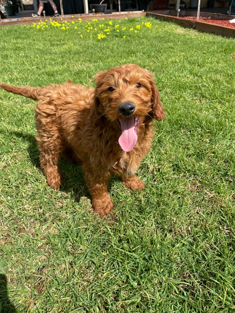 Groodle Puppies for Sale Melbourne | Amey's Puppies