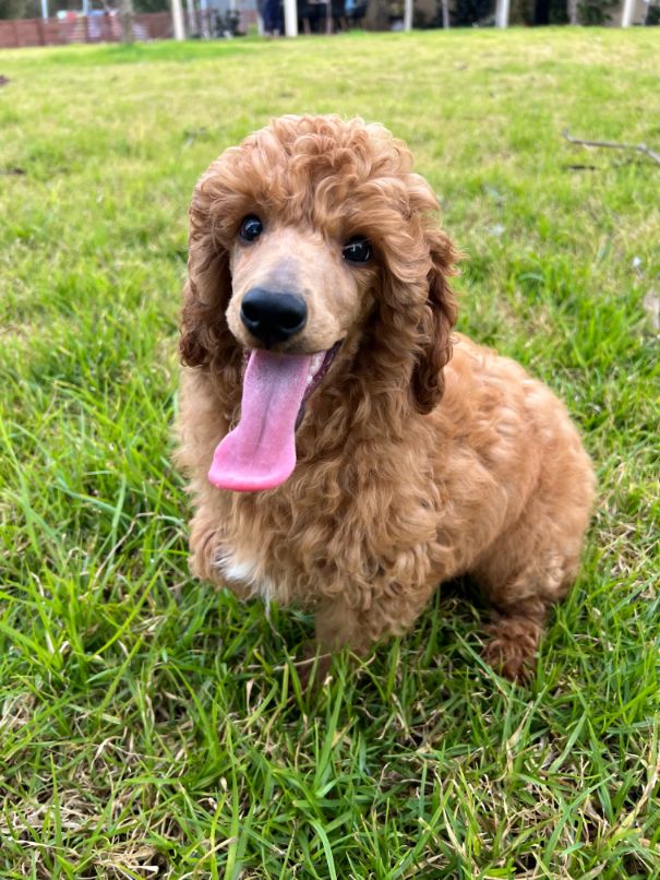 Shop Poodle Puppies for Sale Melbourne | Ameys Puppies