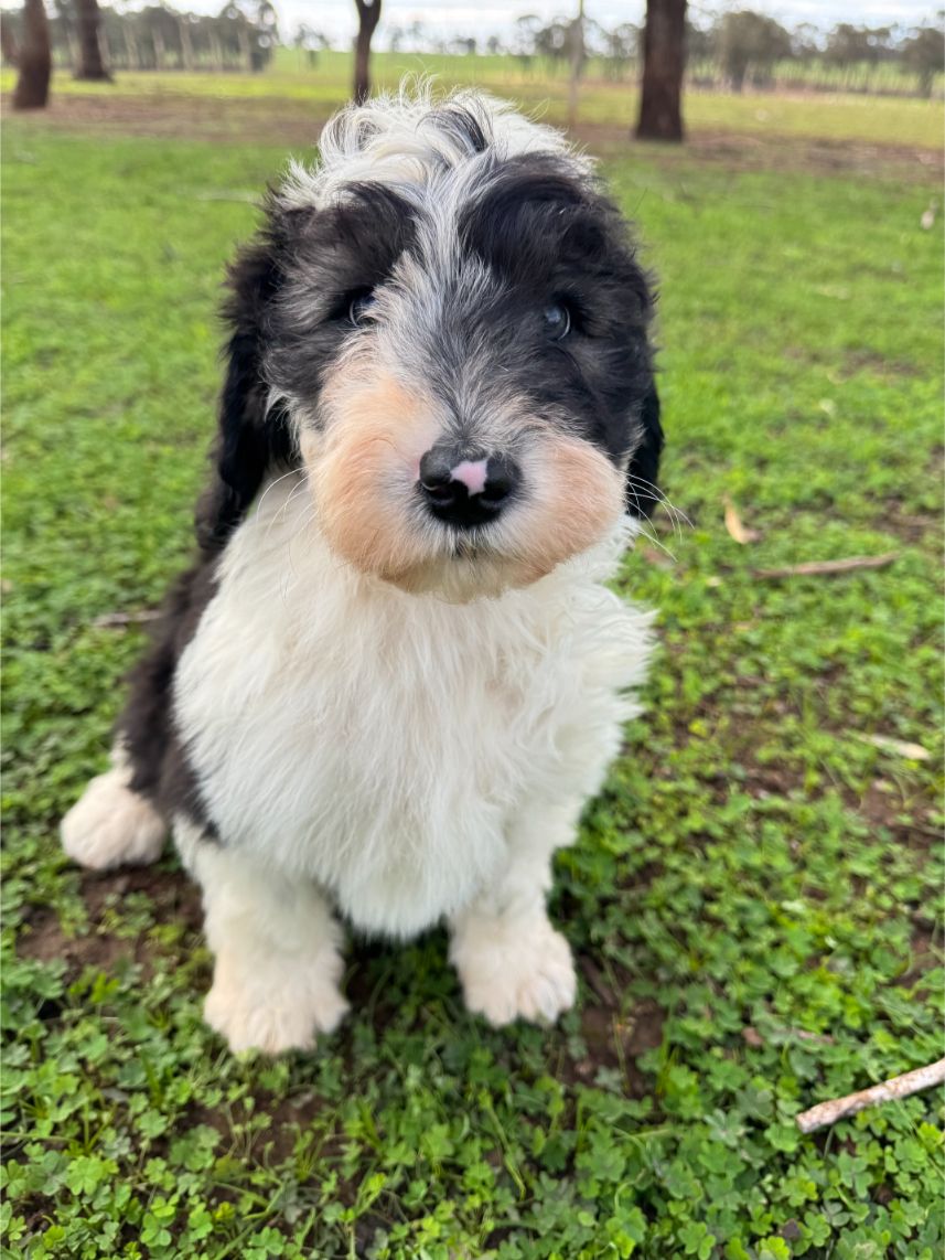 Sheepadoodle Boy 3 - SOLD | Domestic Animal | Ameys Puppies