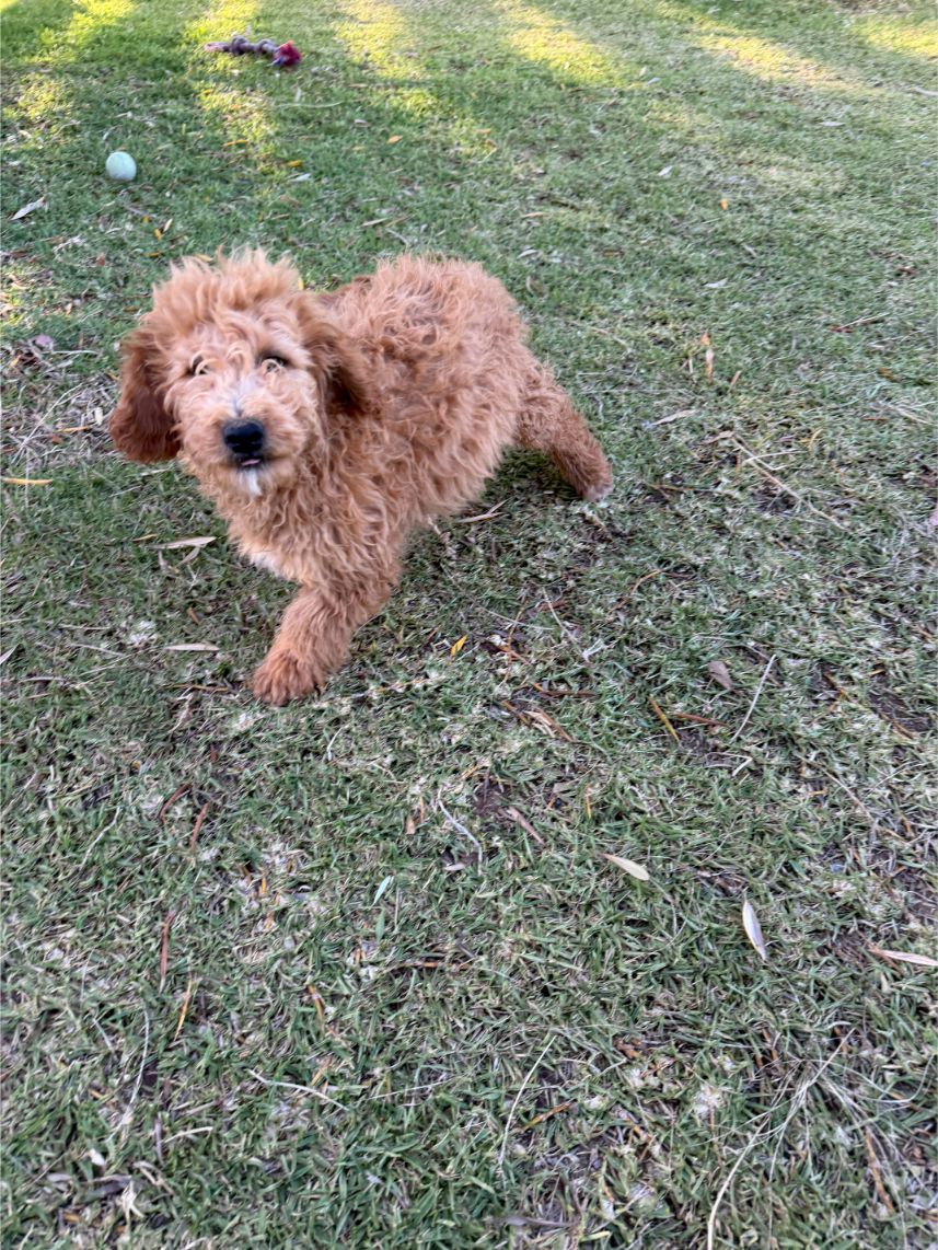 Medium Groodle Boy 5 | Domestic Animal | Ameys Puppies