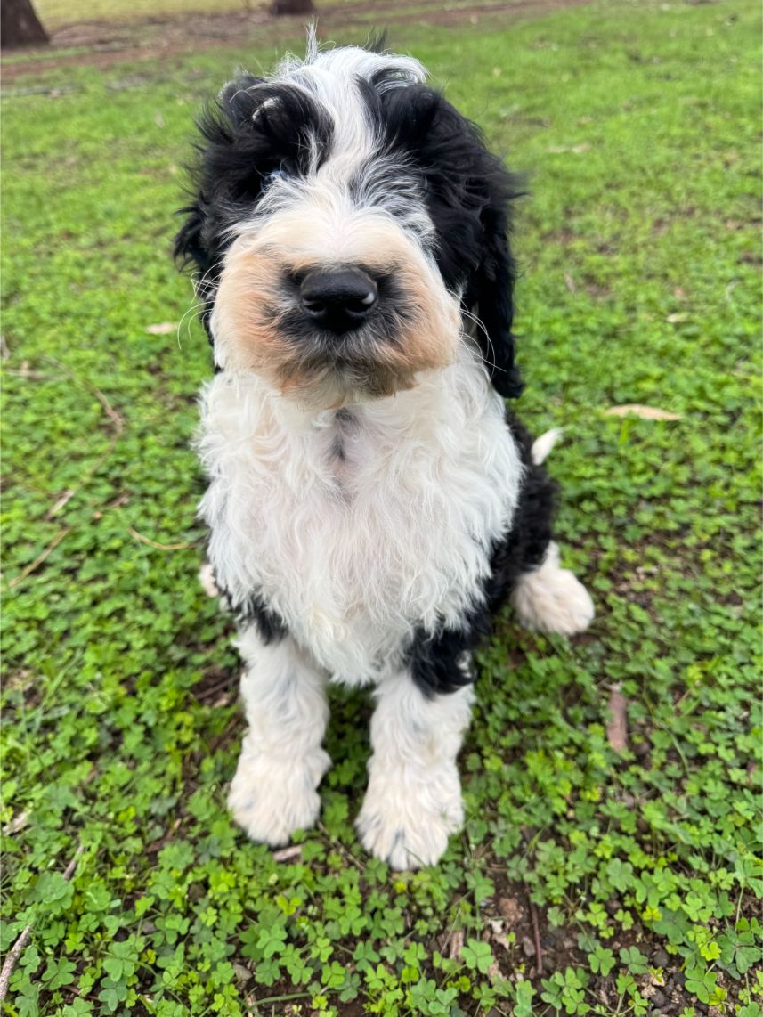 Sheepadoodle Boy 3 - SOLD | Domestic Animal | Ameys Puppies