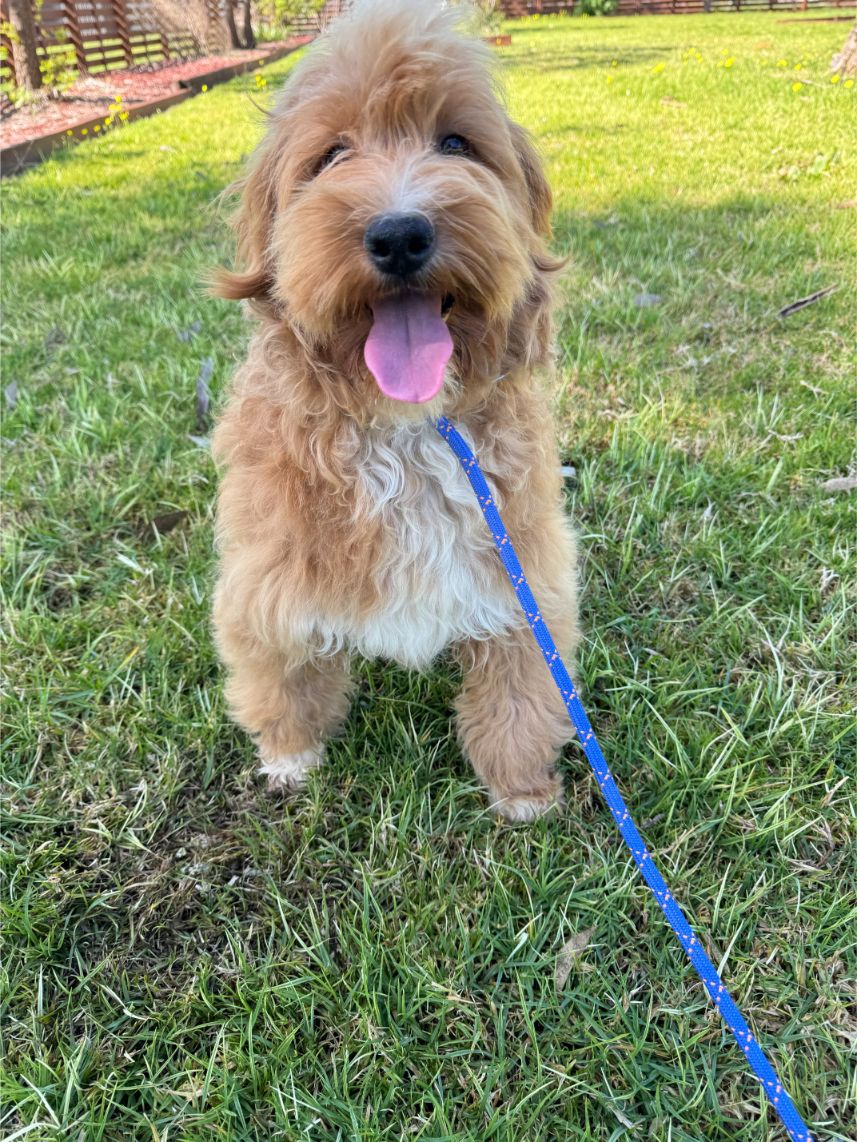 Medium Groodle Boy 5 | Domestic Animal | Ameys Puppies