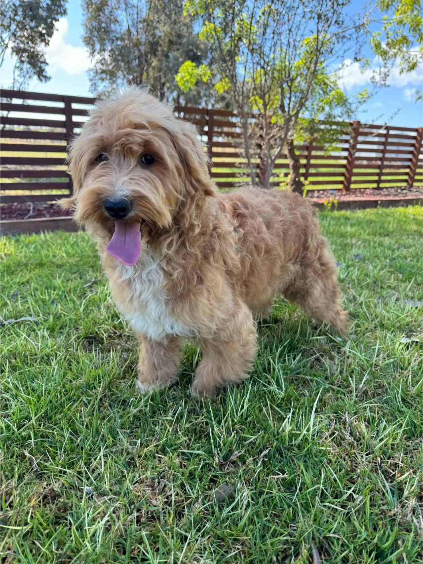 Medium Groodle Boy 5 | Domestic Animal | Ameys Puppies