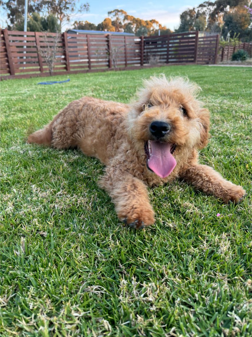 Medium Groodle Boy 5 | Domestic Animal | Ameys Puppies