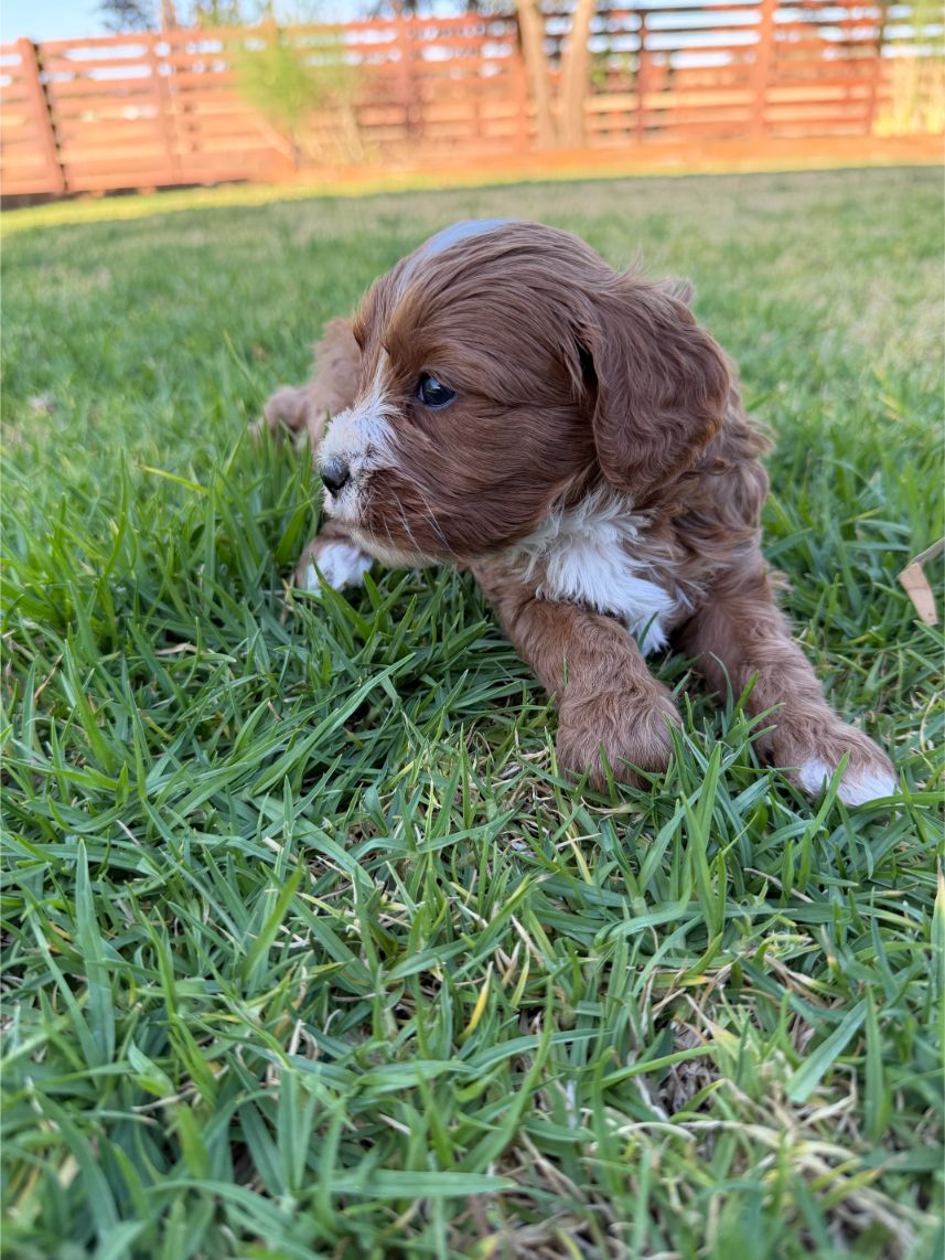 Cavoodle Puppies 7 | Domestic Animal | Ameys Puppies