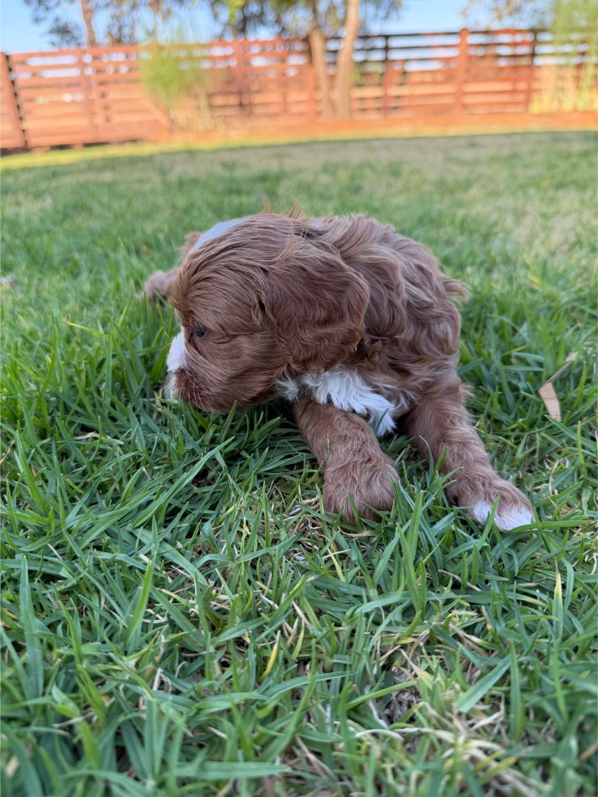 Cavoodle Puppies 7 | Domestic Animal | Ameys Puppies