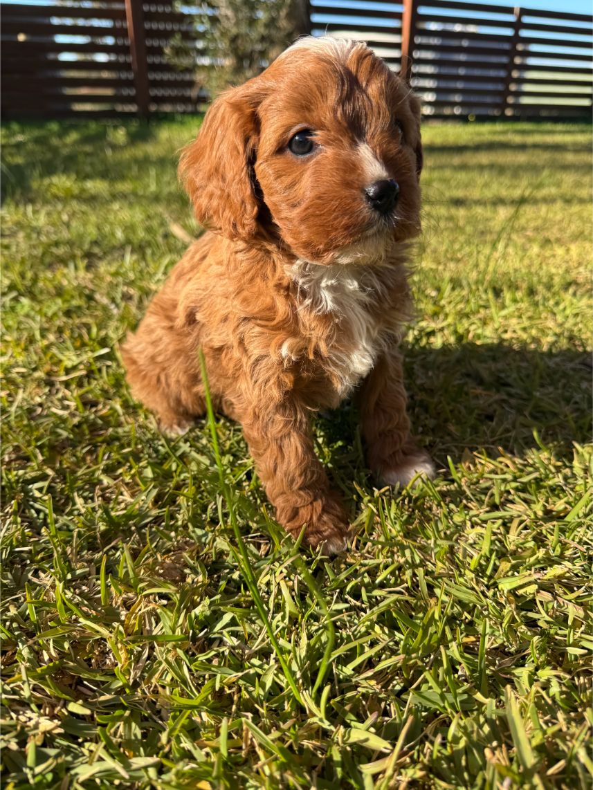Cavoodle Puppies 7 | Domestic Animal | Ameys Puppies
