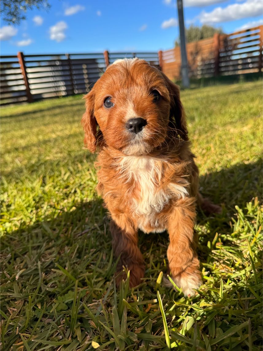 Cavoodle Puppies 7 | Domestic Animal | Ameys Puppies