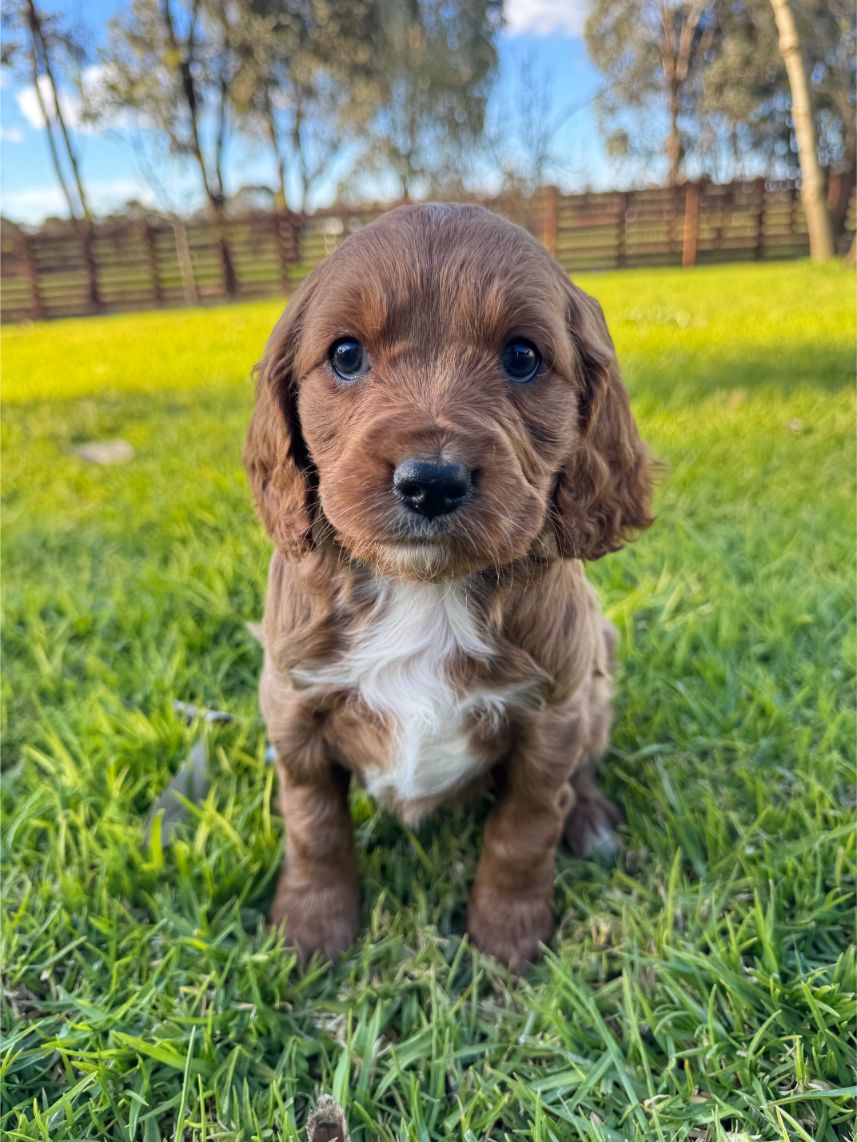 Cavoodle Puppies 7 | Domestic Animal | Ameys Puppies