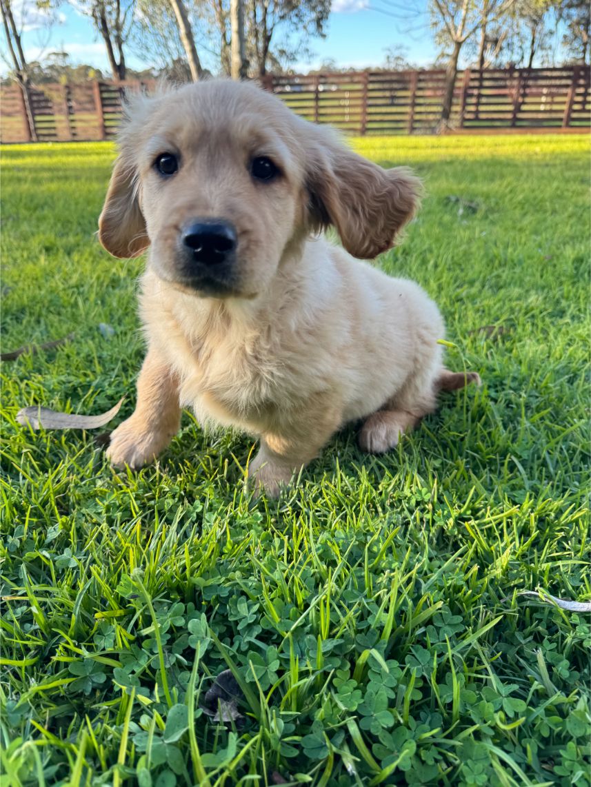 Miniature Golden Retriever Puppies Melbourne | Amey's Puppies