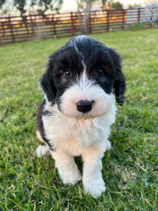 Sheepadoodle Boy 3 - SOLD | Domestic Animal | Ameys Puppies
