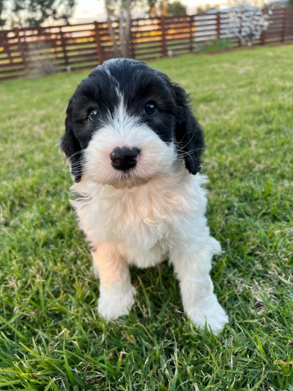 Sheepadoodle Boy 3 - SOLD | Domestic Animal | Ameys Puppies