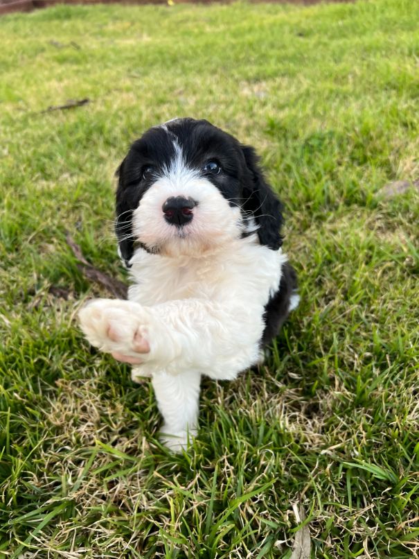Sheepadoodle Boy 3 - SOLD | Domestic Animal | Ameys Puppies