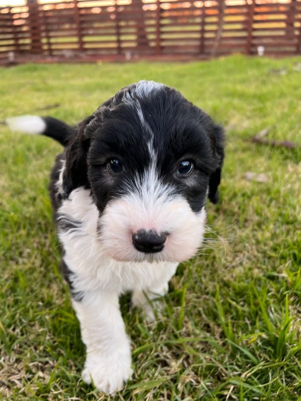 Sheepadoodle Boy 3 - SOLD | Domestic Animal | Ameys Puppies