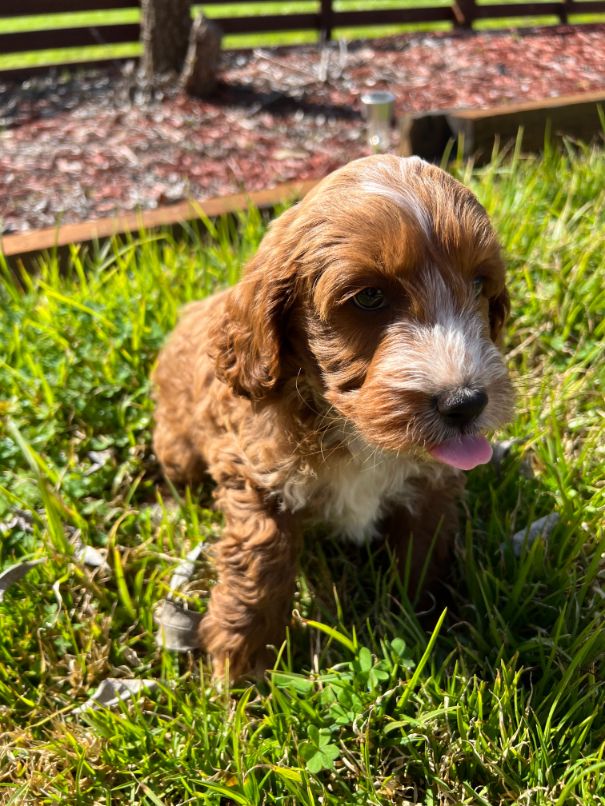 Cavoodle Puppies 7 | Domestic Animal | Ameys Puppies