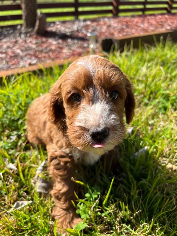 Cavoodle Puppies 7 | Domestic Animal | Ameys Puppies