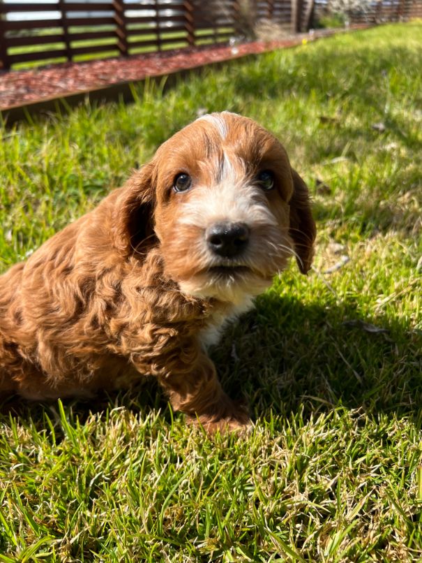 Cavoodle Puppies 7 | Domestic Animal | Ameys Puppies