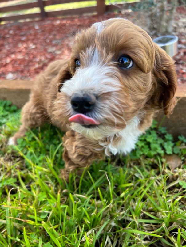 Cavoodle Puppies 7 | Domestic Animal | Ameys Puppies