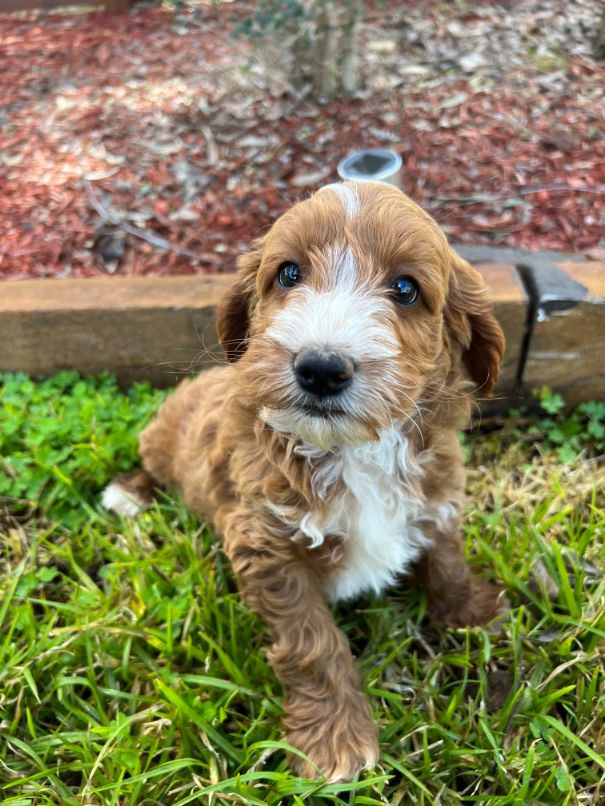 Cavoodle Puppies 7 | Domestic Animal | Ameys Puppies