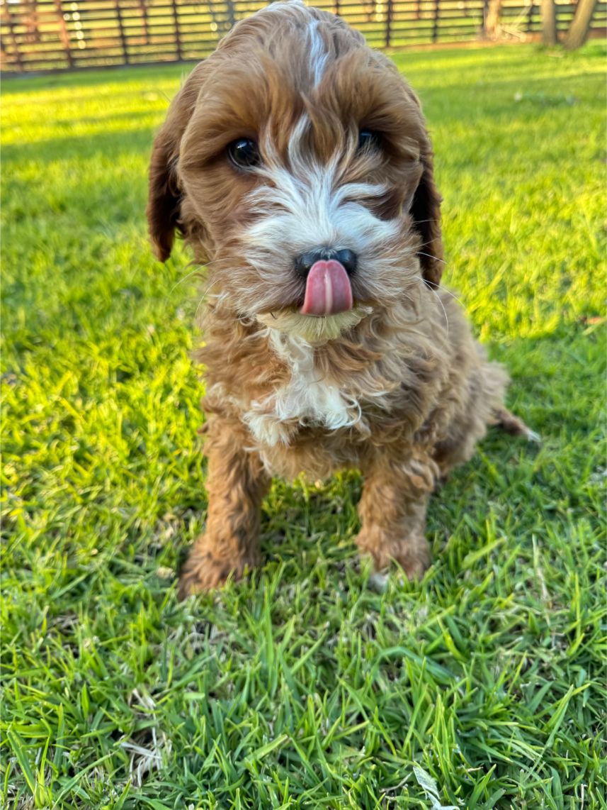 Cavoodle Puppies 7 | Domestic Animal | Ameys Puppies