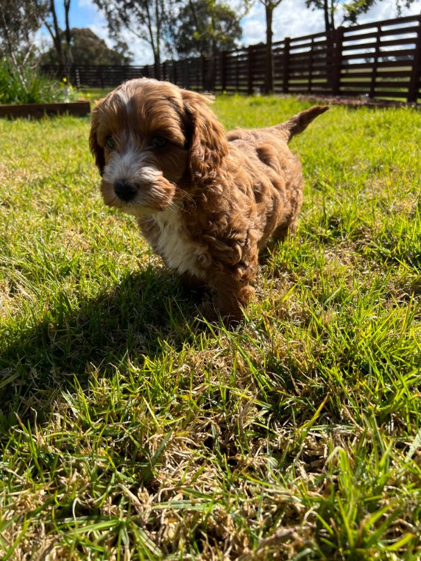 Cavoodle Puppies 7 | Domestic Animal | Ameys Puppies
