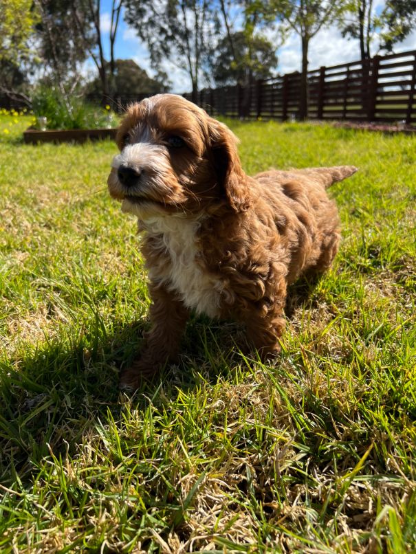 Cavoodle Puppies 7 | Domestic Animal | Ameys Puppies
