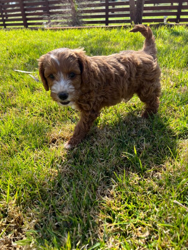 Cavoodle Puppies 7 | Domestic Animal | Ameys Puppies