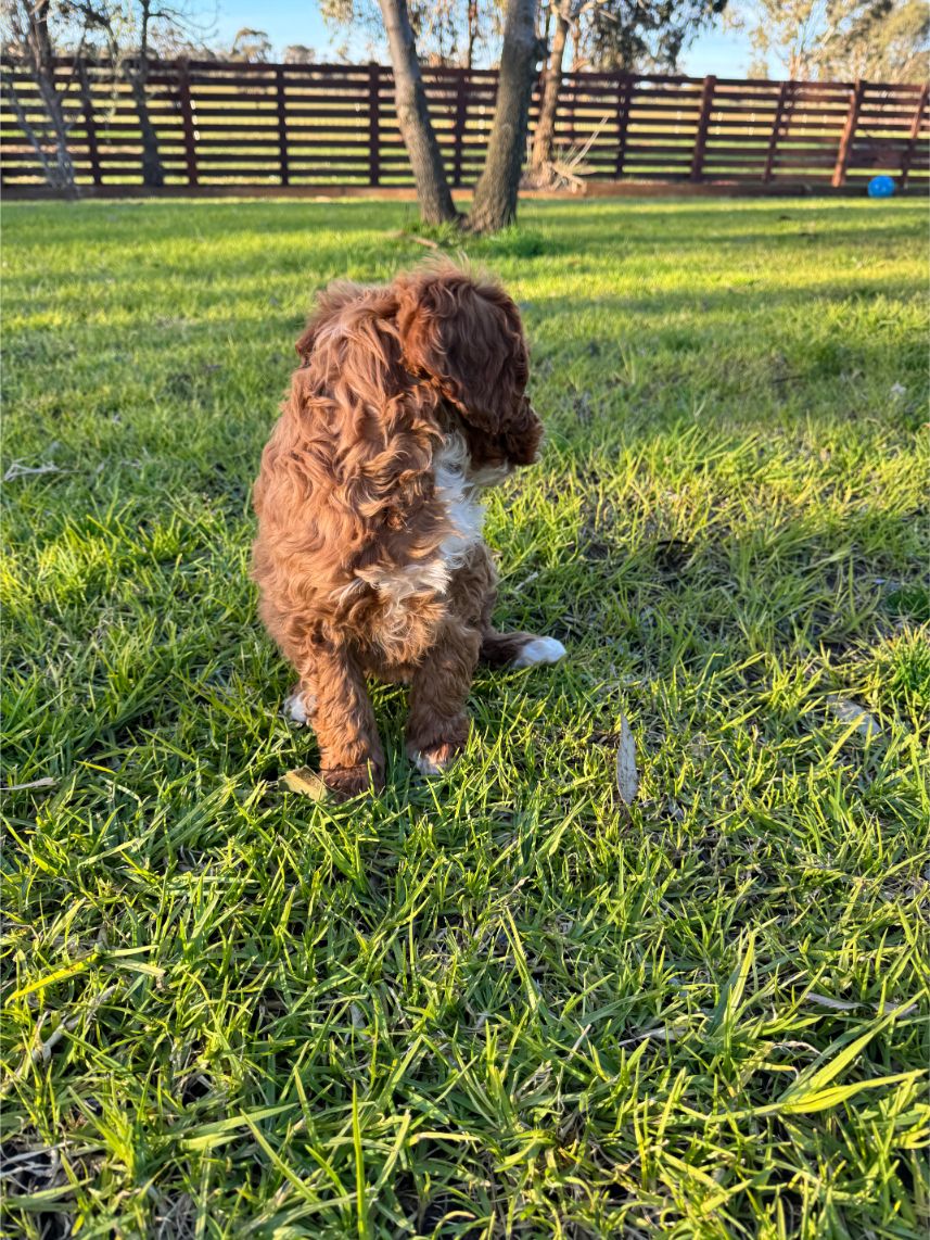 Cavoodle Puppies 7 | Domestic Animal | Ameys Puppies