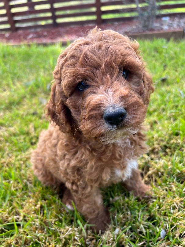 Cavoodle Puppies 7 | Domestic Animal | Ameys Puppies