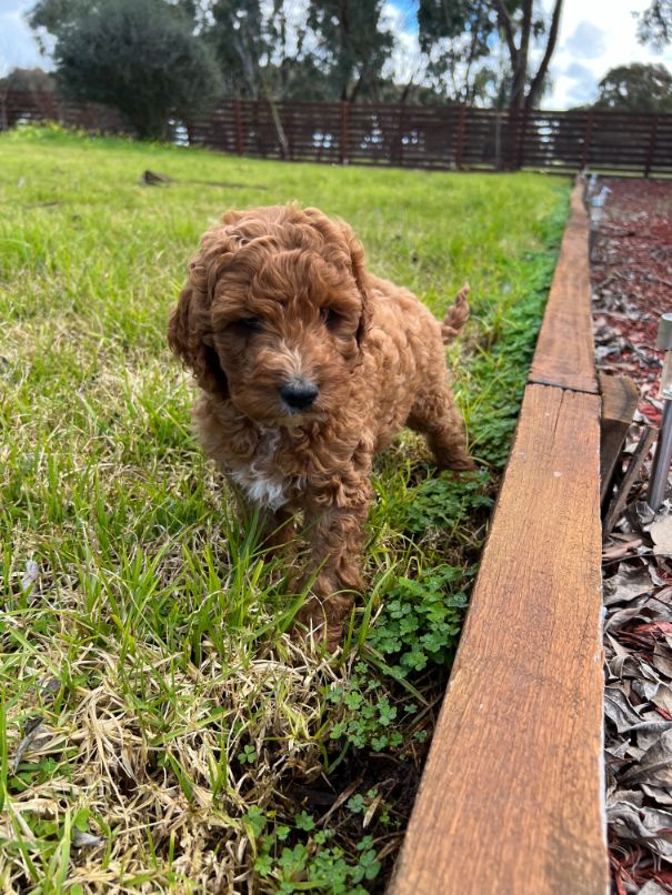 Cavoodle Puppies 7 | Domestic Animal | Ameys Puppies
