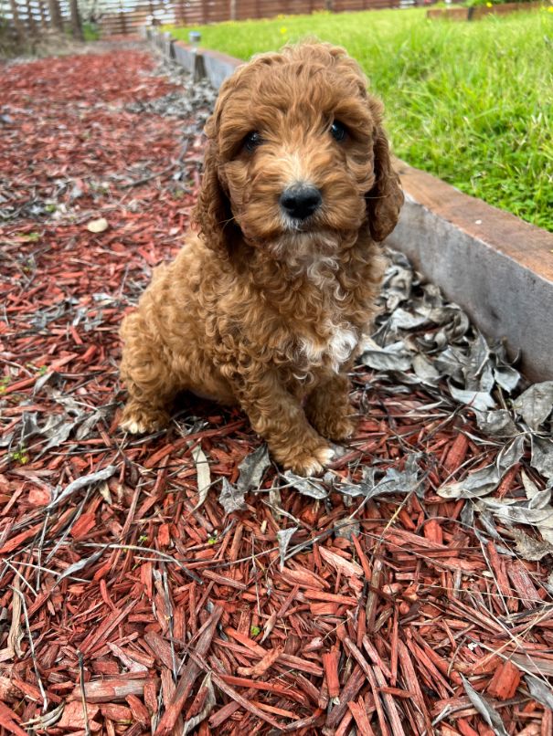 Cavoodle Puppies 7 | Domestic Animal | Ameys Puppies