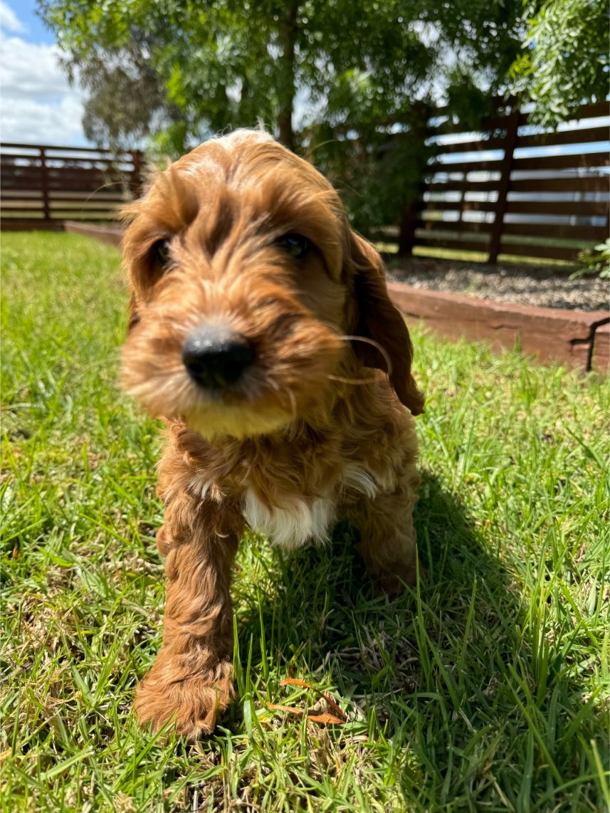 F1b Miniature Spoodle Girl 1 | Ameys Puppies